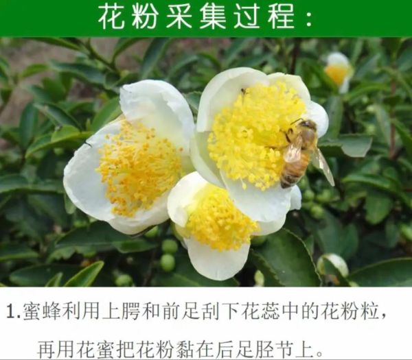 茶花粉怎么吃效果好_茶花粉的正确吃法-第2张图片-山城妙识