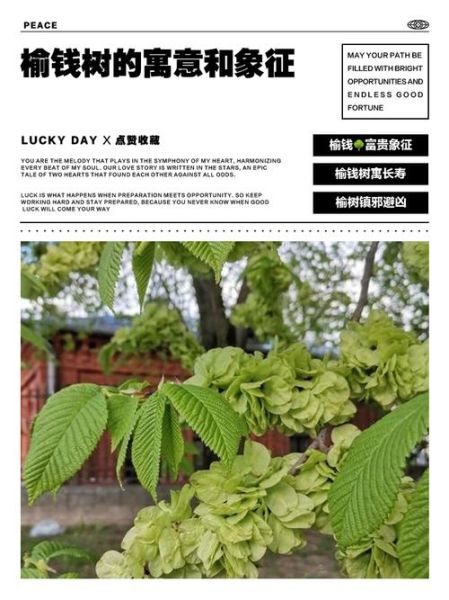 榆钱树和榆树有什么区别_榆钱树是不是榆树-第1张图片-山城妙识 榆钱树和榆树有什么区别_榆钱树是不是榆树-第1张图片-山城妙识