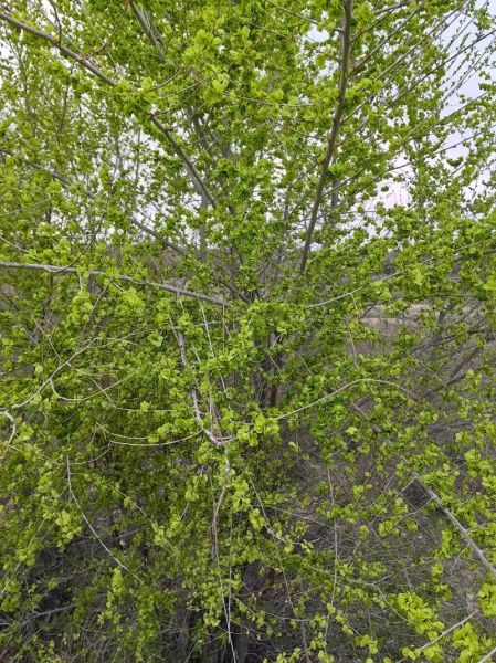 榆钱树和榆树有什么区别_榆钱树是不是榆树-第2张图片-山城妙识 榆钱树和榆树有什么区别_榆钱树是不是榆树-第2张图片-山城妙识