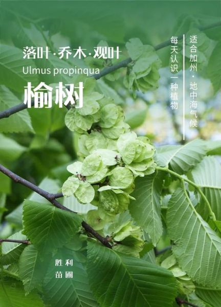 榆钱树和榆树有什么区别_榆钱树是不是榆树-第3张图片-山城妙识 榆钱树和榆树有什么区别_榆钱树是不是榆树-第3张图片-山城妙识