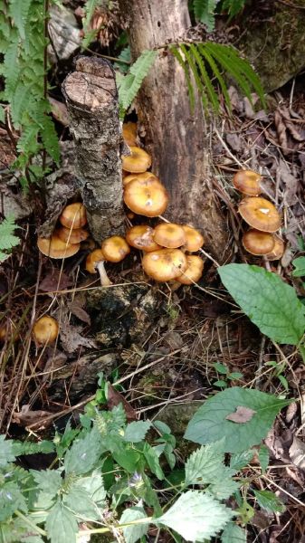 榛蘑菇多少钱一斤_榛蘑菇价格受哪些因素影响-第3张图片-山城妙识