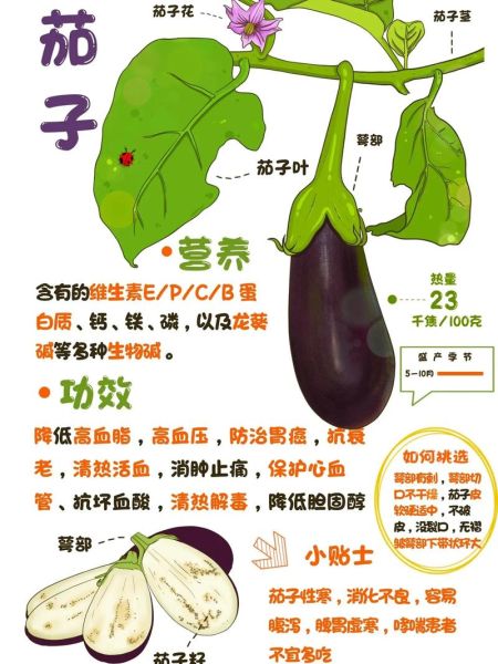 茄子能减肥吗_茄子有哪些功效-第2张图片-山城妙识