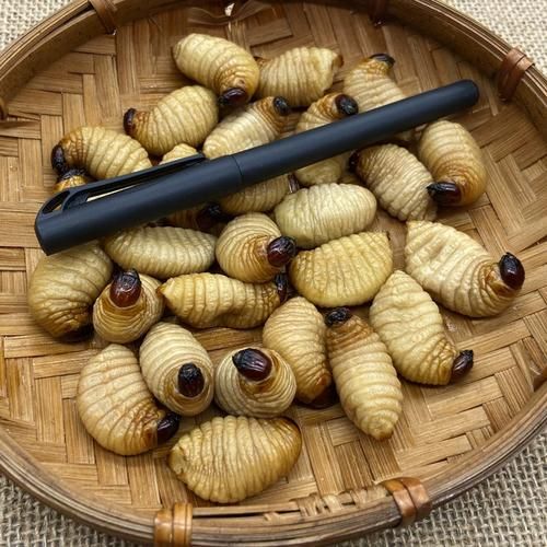 竹笋虫多少钱一斤_竹笋虫价格行情-第1张图片-山城妙识