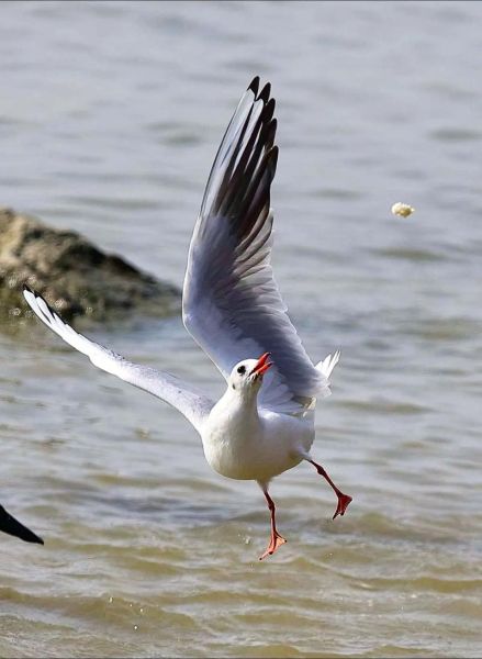 海鸥图片大全大图飞翔_如何拍摄高清海鸥飞翔照片-第1张图片-山城妙识