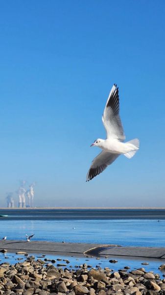 海鸥图片大全大图飞翔_如何拍摄高清海鸥飞翔照片-第3张图片-山城妙识