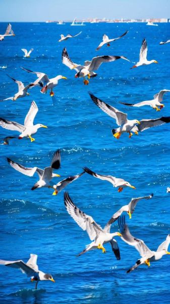 海鸥图片大全大图飞翔_如何拍摄高清海鸥飞翔照片-第2张图片-山城妙识