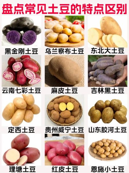 像马蹄的薯叫什么_马蹄薯与荸荠区别-第1张图片-山城妙识