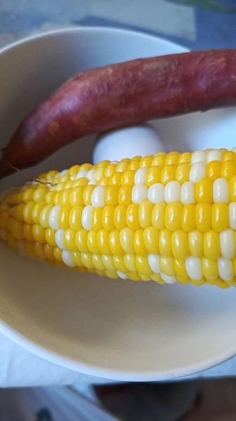 水煮甜玉米怎么煮好吃窍门_甜玉米煮多久才够甜-第3张图片-山城妙识