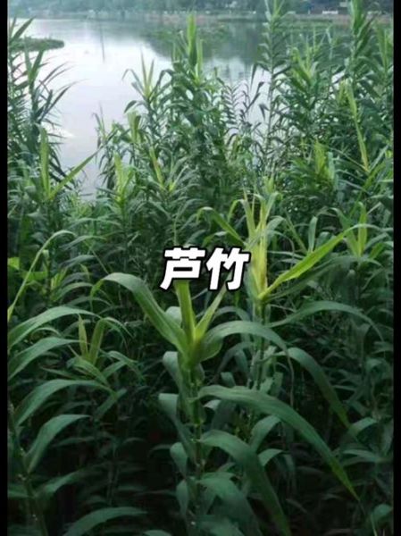 芦竹是什么植物_芦竹和芦苇的区别-第3张图片-山城妙识