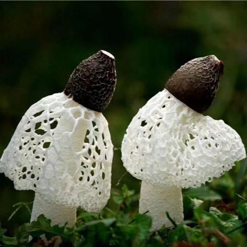 干竹荪怎么吃_干竹荪怎么泡发-第1张图片-山城妙识