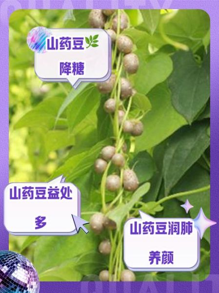 山药豆和山药的区别_哪个营养价值更高-第1张图片-山城妙识