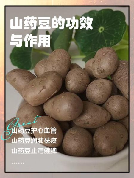山药豆和山药的区别_哪个营养价值更高-第2张图片-山城妙识