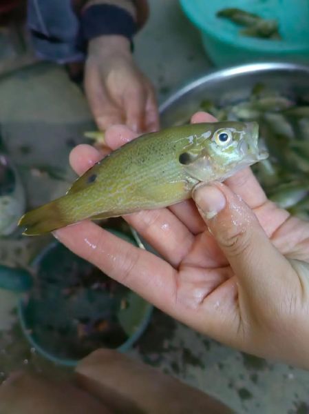 太阳鱼多少钱一斤_太阳鱼价格行情-第3张图片-山城妙识