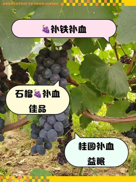 贫血吃什么水果最好_贫血补血水果推荐-第2张图片-山城妙识 贫血吃什么水果最好_贫血补血水果推荐-第2张图片-山城妙识