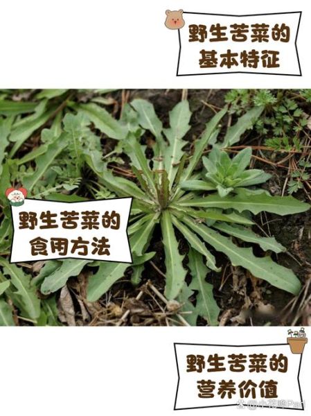 野生苦菜图片大全_野生苦菜长什么样-第1张图片-山城妙识