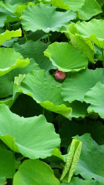 荷叶图片大全_如何拍摄高清荷叶照片-第2张图片-山城妙识 荷叶图片大全_如何拍摄高清荷叶照片-第2张图片-山城妙识