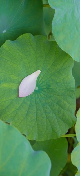 荷叶图片大全_如何拍摄高清荷叶照片-第3张图片-山城妙识 荷叶图片大全_如何拍摄高清荷叶照片-第3张图片-山城妙识