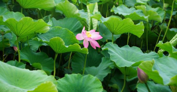 荷叶图片大全_如何拍摄高清荷叶照片-第1张图片-山城妙识 荷叶图片大全_如何拍摄高清荷叶照片-第1张图片-山城妙识