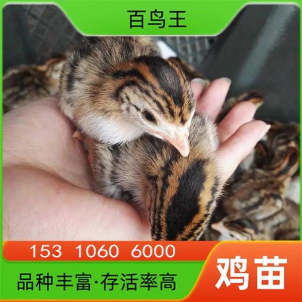 珍珠鸡苗多少钱一只_珍珠鸡苗价格行情-第2张图片-山城妙识 珍珠鸡苗多少钱一只_珍珠鸡苗价格行情-第2张图片-山城妙识