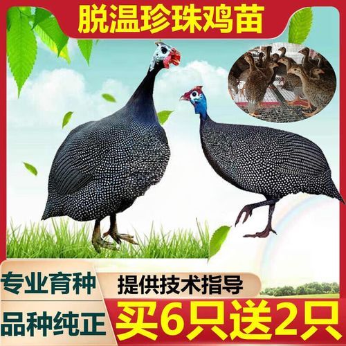 珍珠鸡苗多少钱一只_珍珠鸡苗价格行情-第1张图片-山城妙识 珍珠鸡苗多少钱一只_珍珠鸡苗价格行情-第1张图片-山城妙识