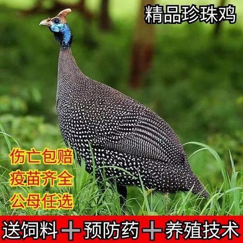 珍珠鸡苗多少钱一只_珍珠鸡苗价格行情-第3张图片-山城妙识 珍珠鸡苗多少钱一只_珍珠鸡苗价格行情-第3张图片-山城妙识