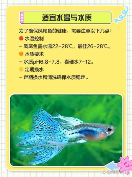 凤尾鱼是海鱼还是淡水鱼_凤尾鱼生长环境解析-第1张图片-山城妙识