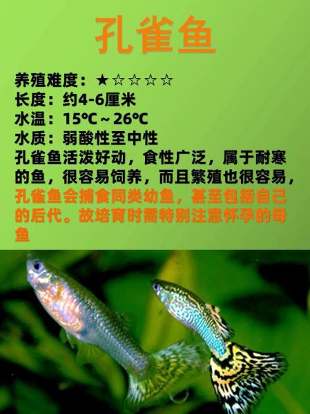 最漂亮的观赏鱼有哪些_如何挑选高颜值热带鱼-第3张图片-山城妙识 最漂亮的观赏鱼有哪些_如何挑选高颜值热带鱼-第3张图片-山城妙识