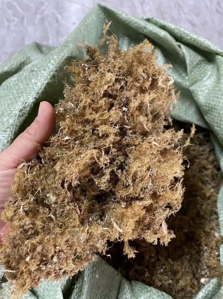 海石花草的功效与作用_海石花草怎么吃最好-第1张图片-山城妙识