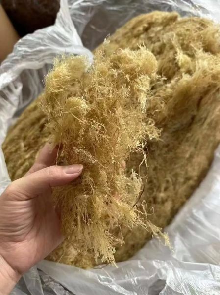 海石花草的功效与作用_海石花草怎么吃最好-第2张图片-山城妙识