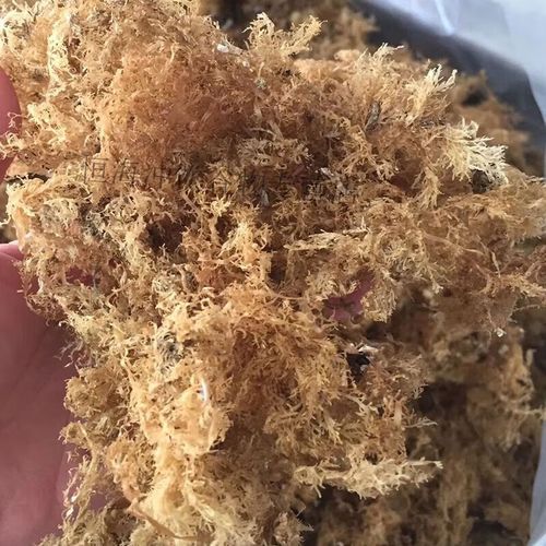 海石花草的功效与作用_海石花草怎么吃最好-第3张图片-山城妙识