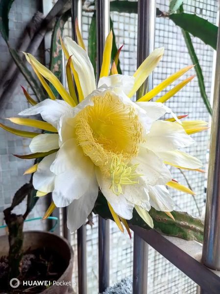 火龙果树怎么种_火龙果几年结果-第3张图片-山城妙识 火龙果树怎么种_火龙果几年结果-第3张图片-山城妙识