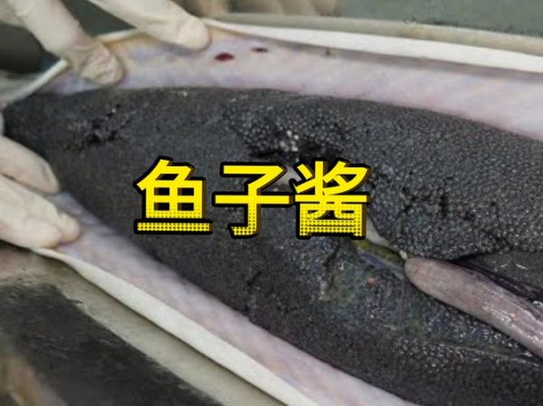 鱼子酱怎么做_家常做法步骤-第2张图片-山城妙识