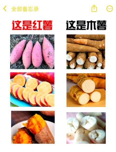 木薯淀粉俗称什么_木薯淀粉和红薯淀粉区别-第2张图片-山城妙识