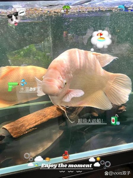 发财鱼图片怎么选_发财鱼图片高清下载-第3张图片-山城妙识 发财鱼图片怎么选_发财鱼图片高清下载-第3张图片-山城妙识