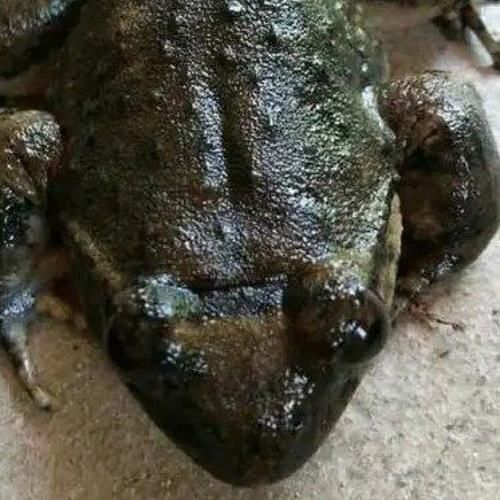 石蛙多少钱一斤_石蛙养殖技术难不难-第3张图片-山城妙识