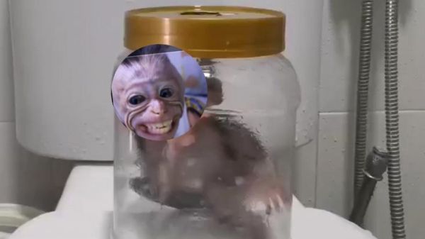 食蟹猴图片_如何区分真假-第1张图片-山城妙识