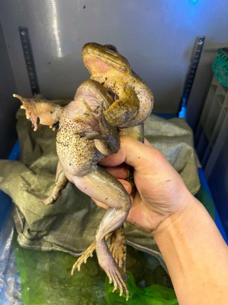 石蛙多少钱一斤_石蛙养殖技术难不难-第2张图片-山城妙识