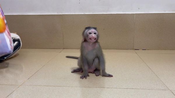 食蟹猴图片_如何区分真假-第2张图片-山城妙识