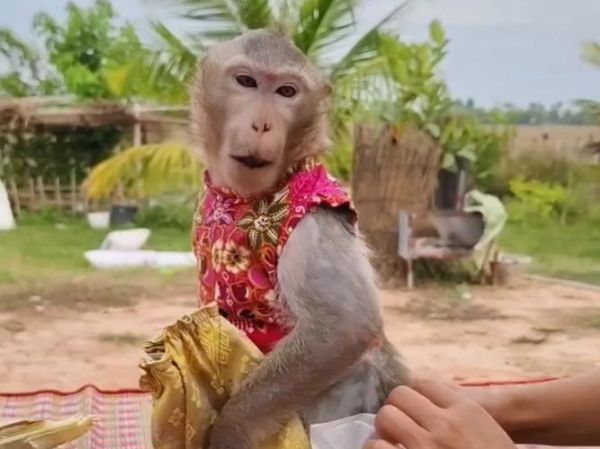 食蟹猴图片_如何区分真假-第3张图片-山城妙识