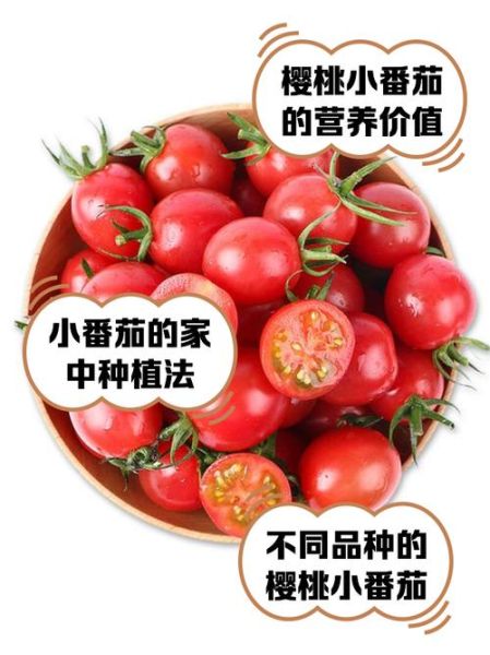 樱桃柿子可以减肥吗_樱桃柿子的功效与作用-第1张图片-山城妙识