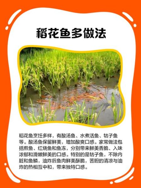 稻花鱼的营养价值_稻花鱼的功效与作用-第1张图片-山城妙识