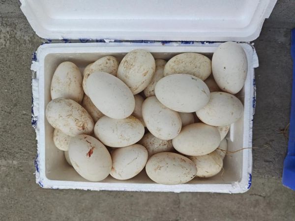 鹅蛋怎么保存不会坏_鹅蛋可以放多久-第3张图片-山城妙识 鹅蛋怎么保存不会坏_鹅蛋可以放多久-第3张图片-山城妙识