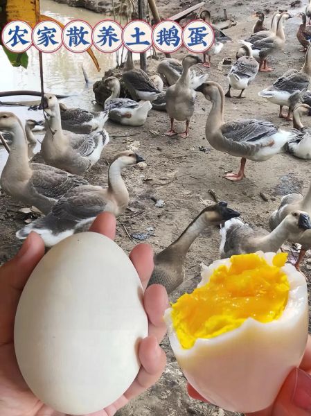 鹅蛋怎么保存不会坏_鹅蛋可以放多久-第2张图片-山城妙识 鹅蛋怎么保存不会坏_鹅蛋可以放多久-第2张图片-山城妙识