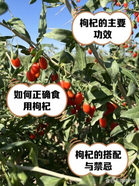 新鲜枸杞子的功效与作用_怎么吃效果最好-第3张图片-山城妙识 新鲜枸杞子的功效与作用_怎么吃效果最好-第3张图片-山城妙识