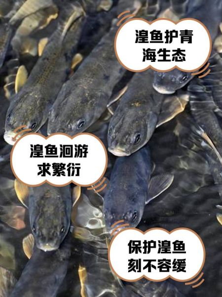 青海湟鱼多少钱一斤_青海湟鱼价格行情-第1张图片-山城妙识