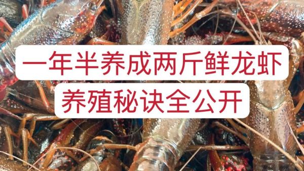 大龙虾有人工养殖吗_人工养殖大龙虾技术难点-第3张图片-山城妙识