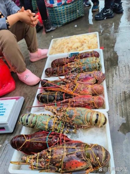 大龙虾有人工养殖吗_人工养殖大龙虾技术难点-第2张图片-山城妙识