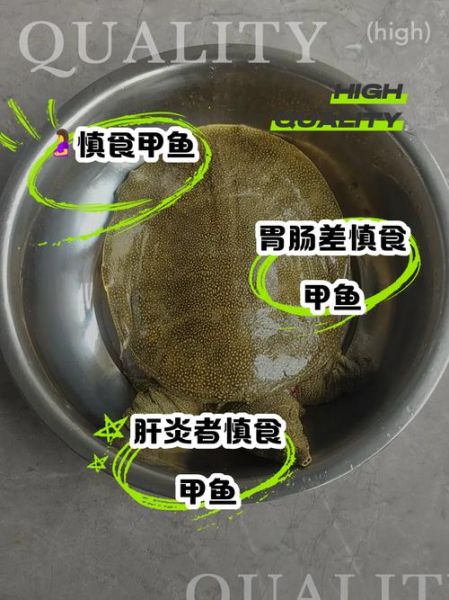 吃野生甲鱼的禁忌_哪些人不能吃野生甲鱼-第1张图片-山城妙识