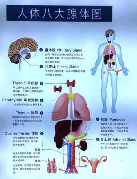 松果体位于哪个位置_松果体有什么功能-第1张图片-山城妙识