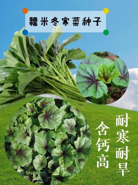冬葵菜怎么吃_冬葵菜有什么功效-第3张图片-山城妙识 冬葵菜怎么吃_冬葵菜有什么功效-第3张图片-山城妙识